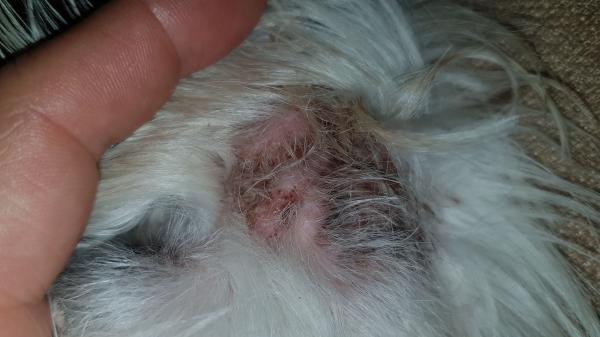 Croste sulla pelle del cane: cause, sintomi e come toglierle