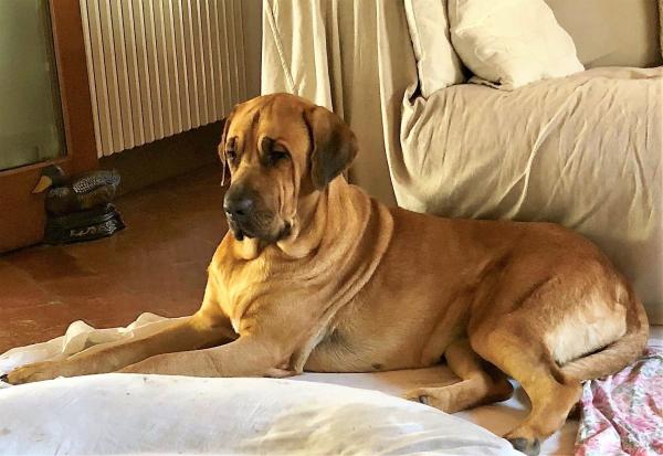 18 razze di cani giganti - Caratteristiche e dimensioni