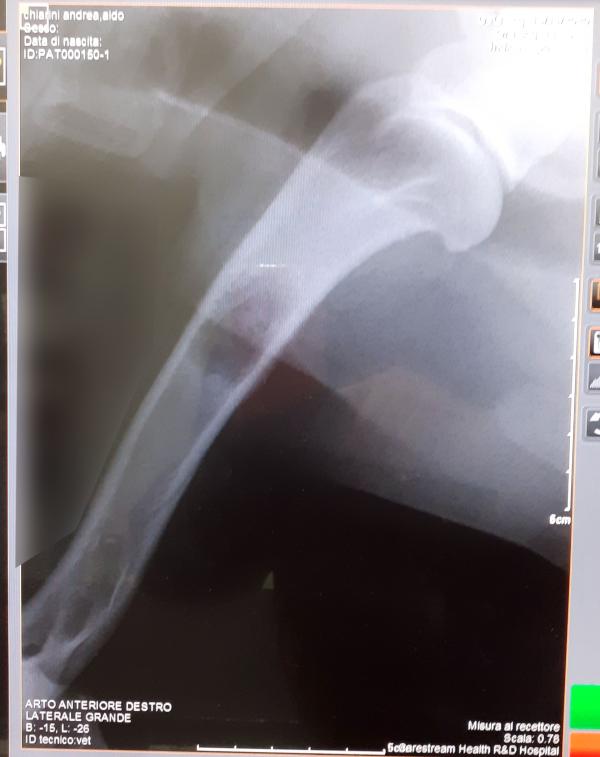 Osteosarcoma nel cane: sintomi e sopravvivenza