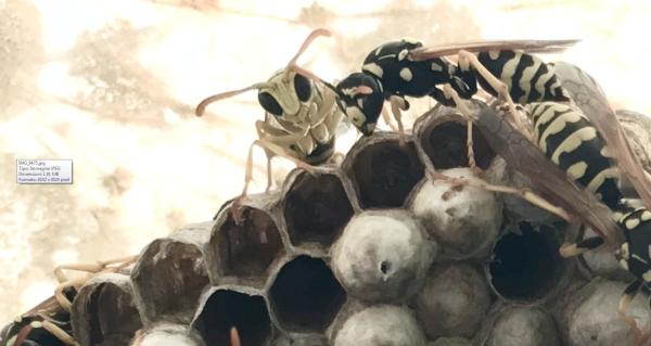 Tutte le DIFFERENZE tra ape e vespa - Morfologia, alimentazione ...