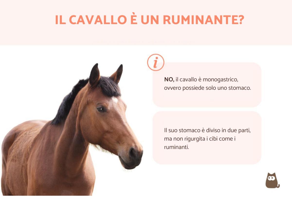 Il cavallo è un ruminante? - No!