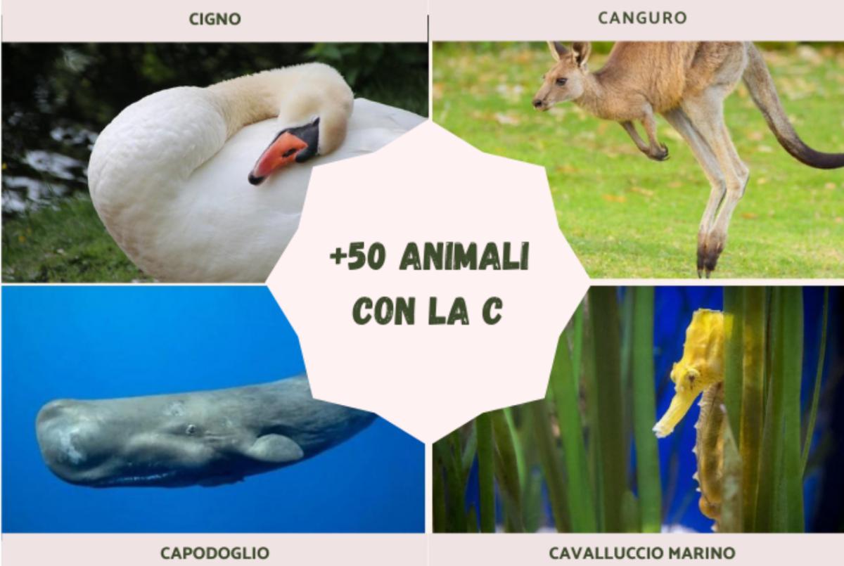 50 animali con la C: Elenco e FOTO