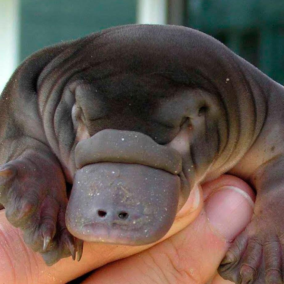 Curiosità sull'ornitorinco