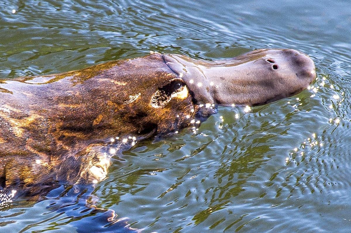 TUTTO sull'ornitorinco - Caratteristiche, habitat e FOTO