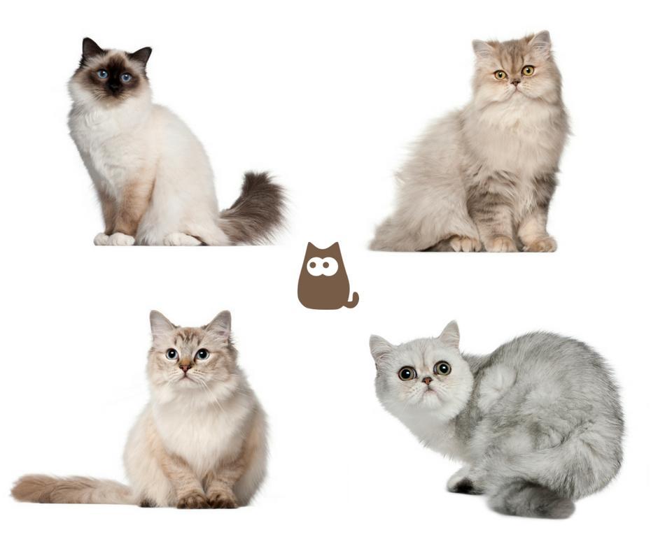 Come riconoscere la razza del tuo gatto? - Immagini e descrizioni