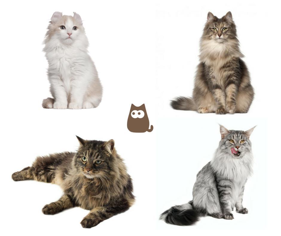 Come riconoscere la razza del tuo gatto? - Immagini e descrizioni