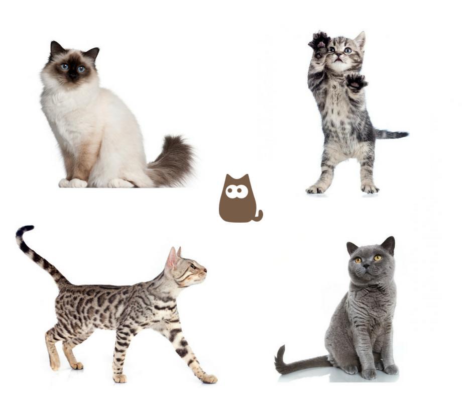 Come riconoscere la razza del tuo gatto? - Immagini e descrizioni