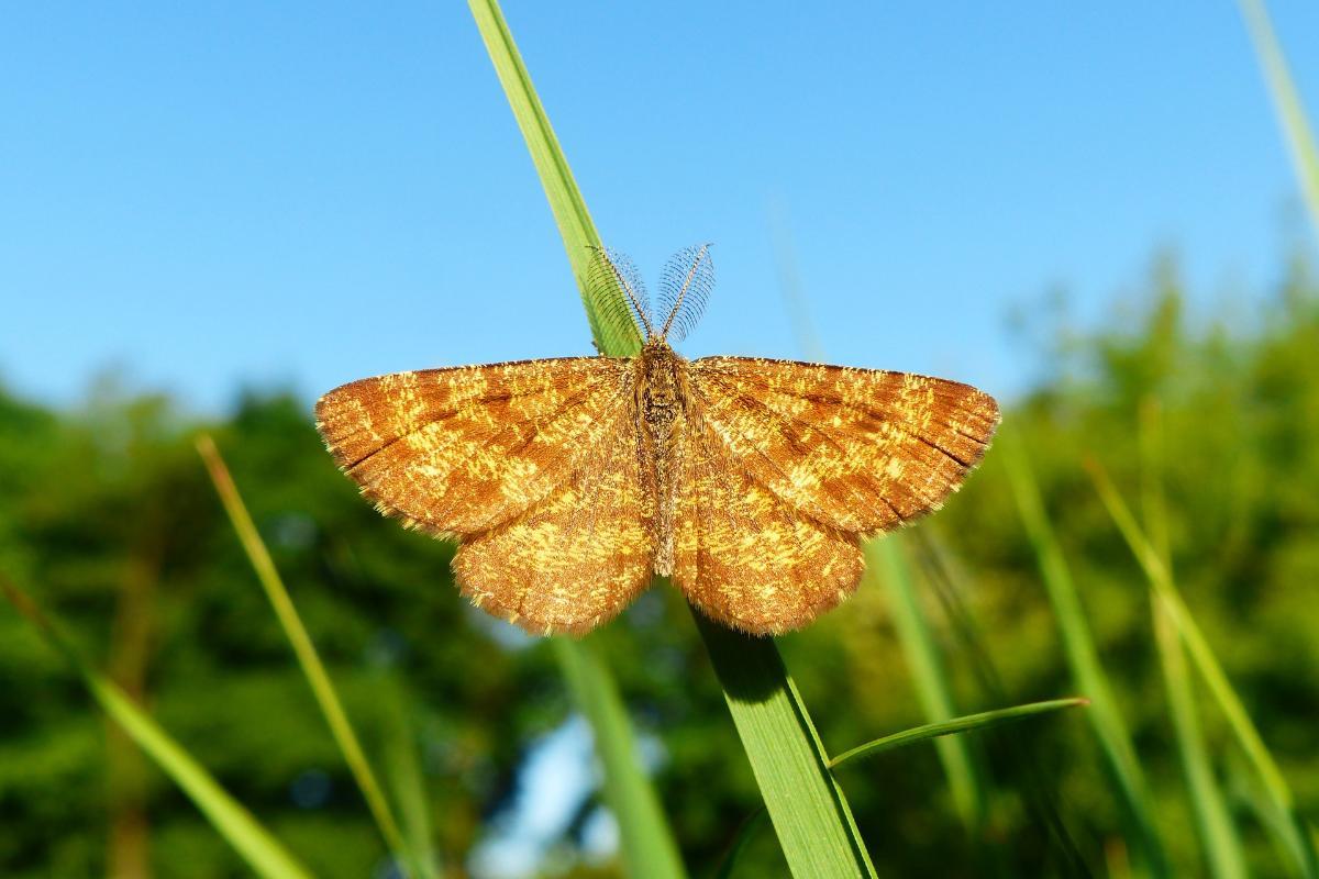 Quali animali non provano dolore? - Tutti gli animali lo sentono!