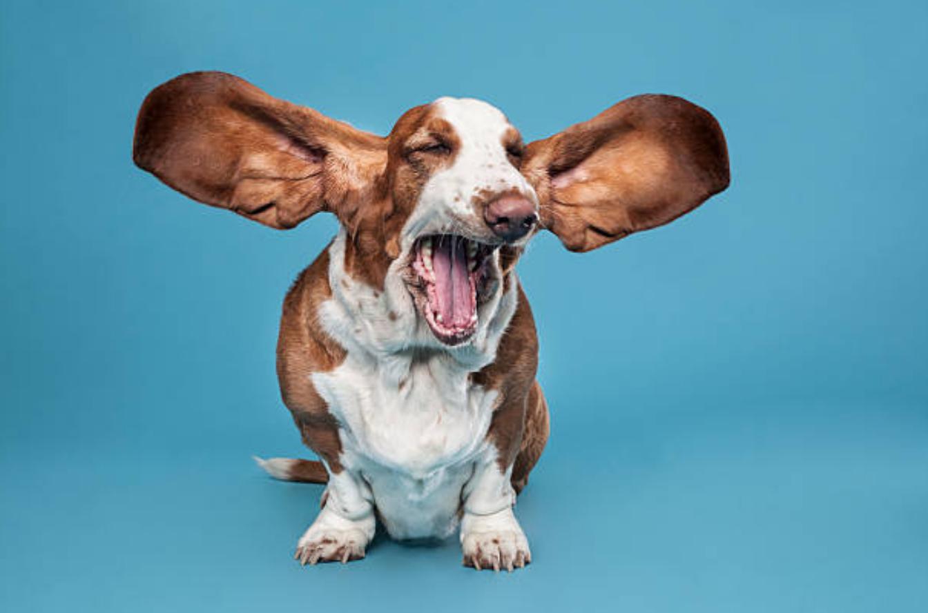 Orecchie calde nel cane: perché, quando preoccuparsi e cosa fare