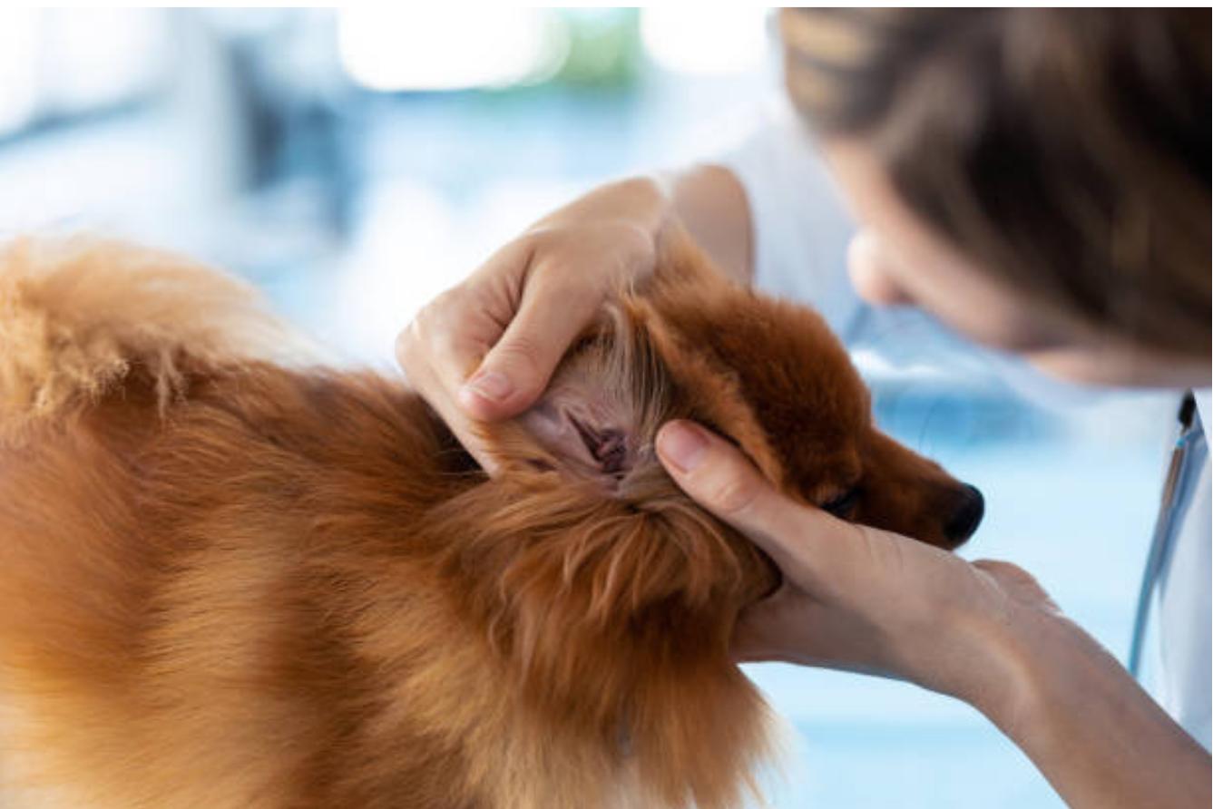 Orecchie calde nel cane: perché, quando preoccuparsi e cosa fare