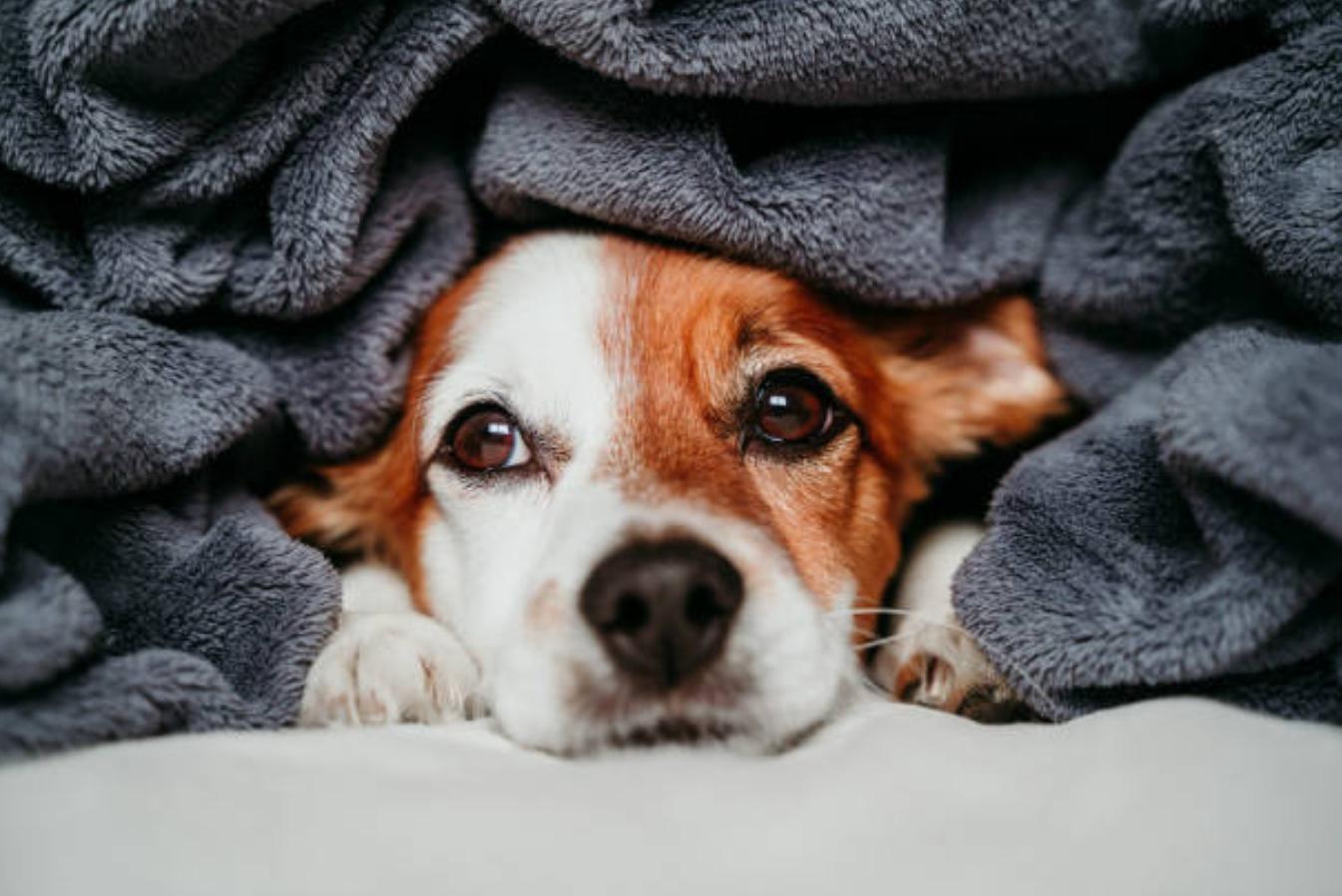 Orecchie calde nel cane: perché, quando preoccuparsi e cosa fare