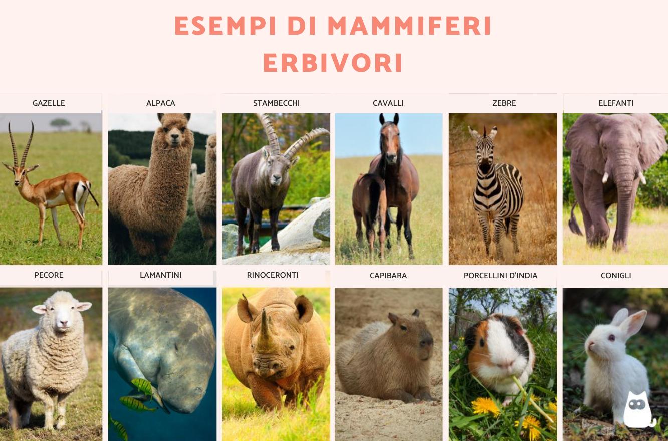 Mammiferi erbivori - Elenco e descrizione (con IMMAGINI)