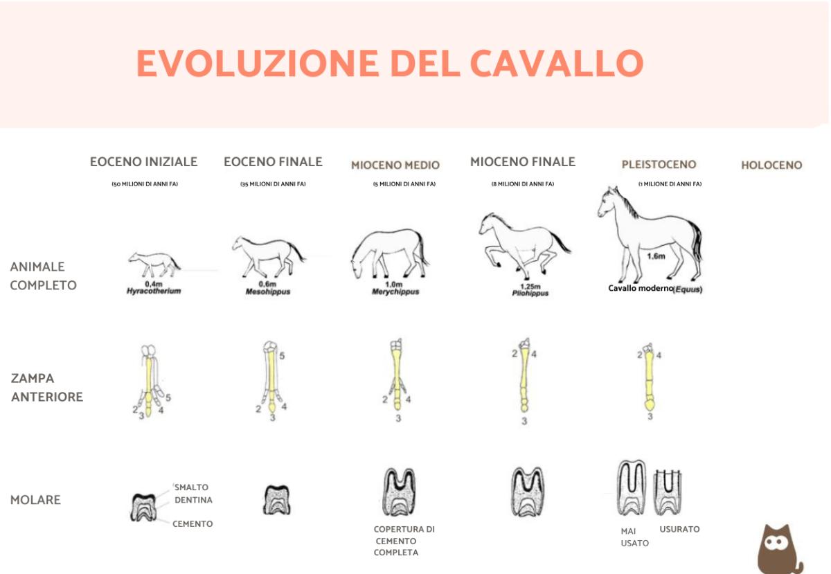 Evoluzione del cavallo