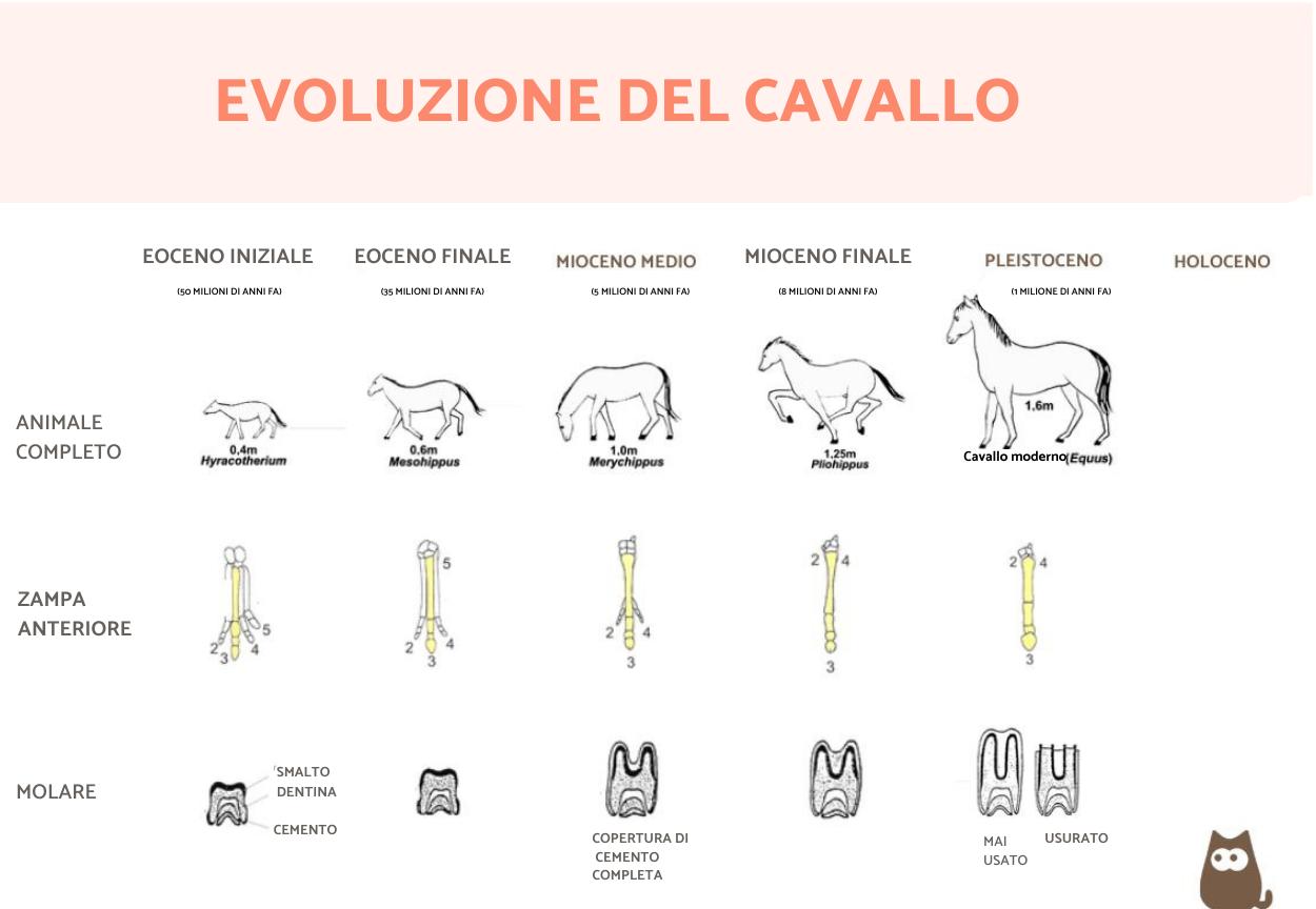 Evoluzione Del Cavallo Cavallo Evoluzione Del Cavallo Altro