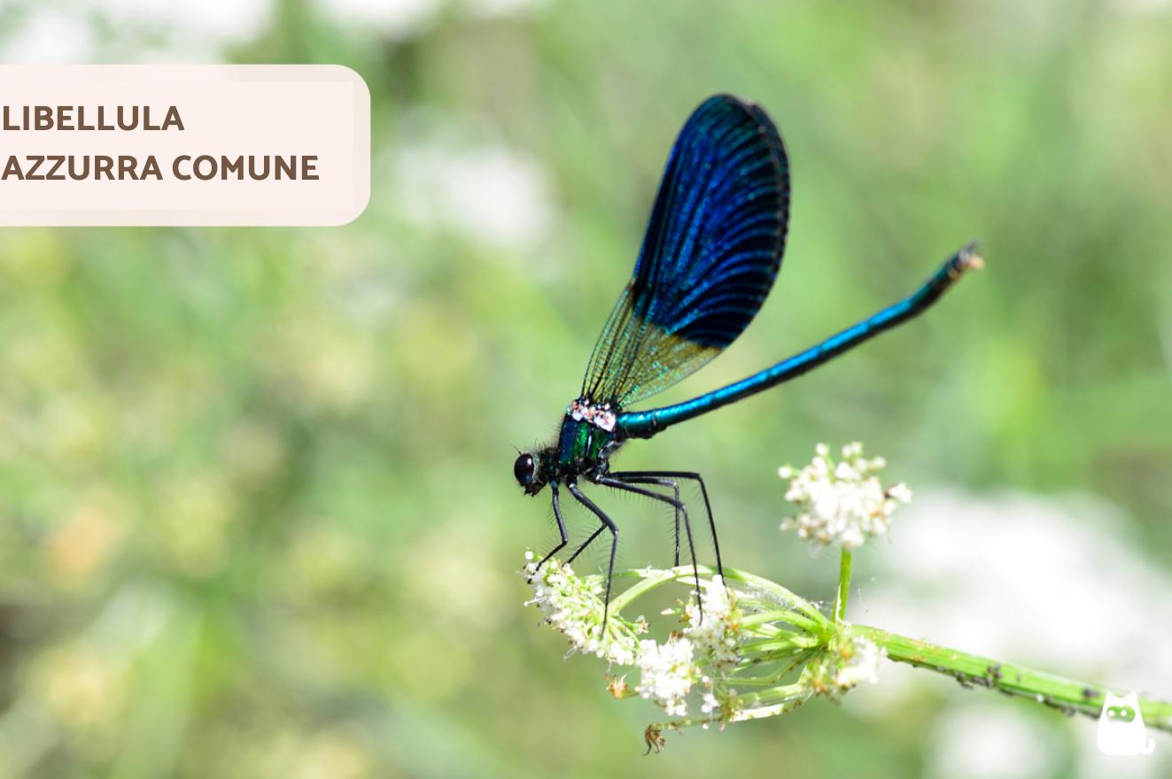 Tipi di libellule - Nomi, caratteristiche e FOTO