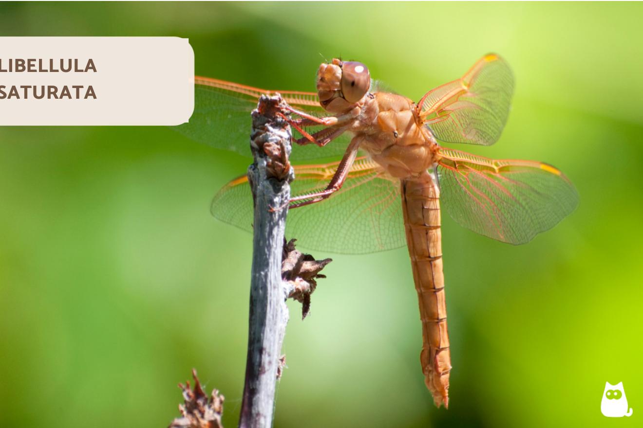 Tipi di libellule - Nomi, caratteristiche e FOTO