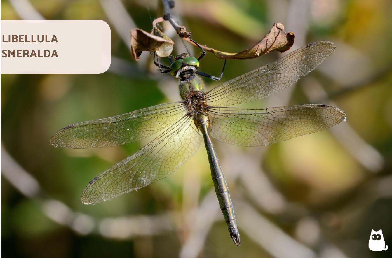 Tipi di libellule - Nomi, caratteristiche e FOTO