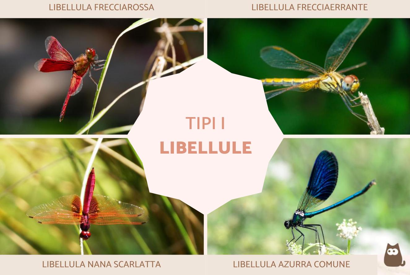 Tipi di libellule - Nomi, caratteristiche e FOTO