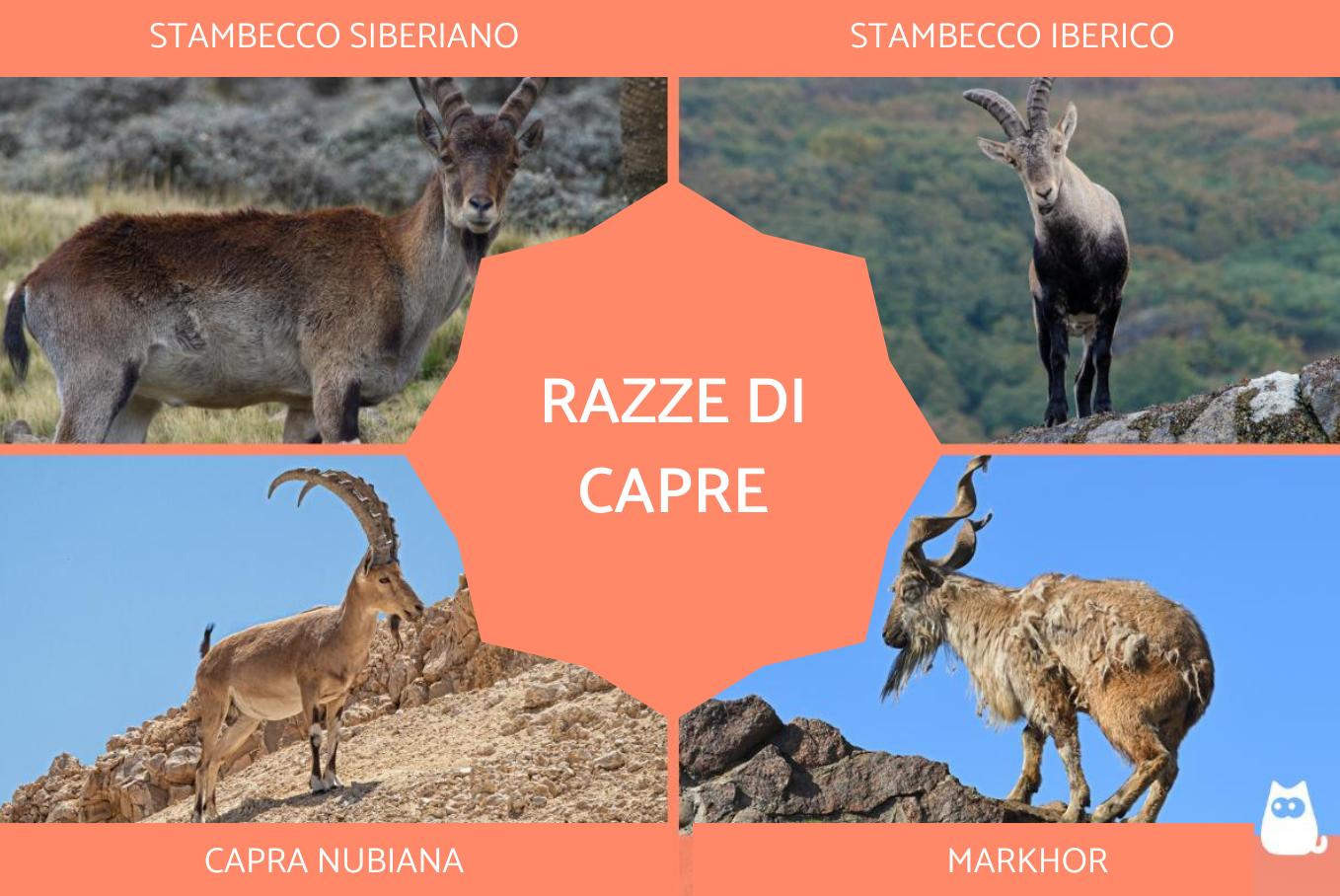 Razze di capre - Specie e caratteristiche