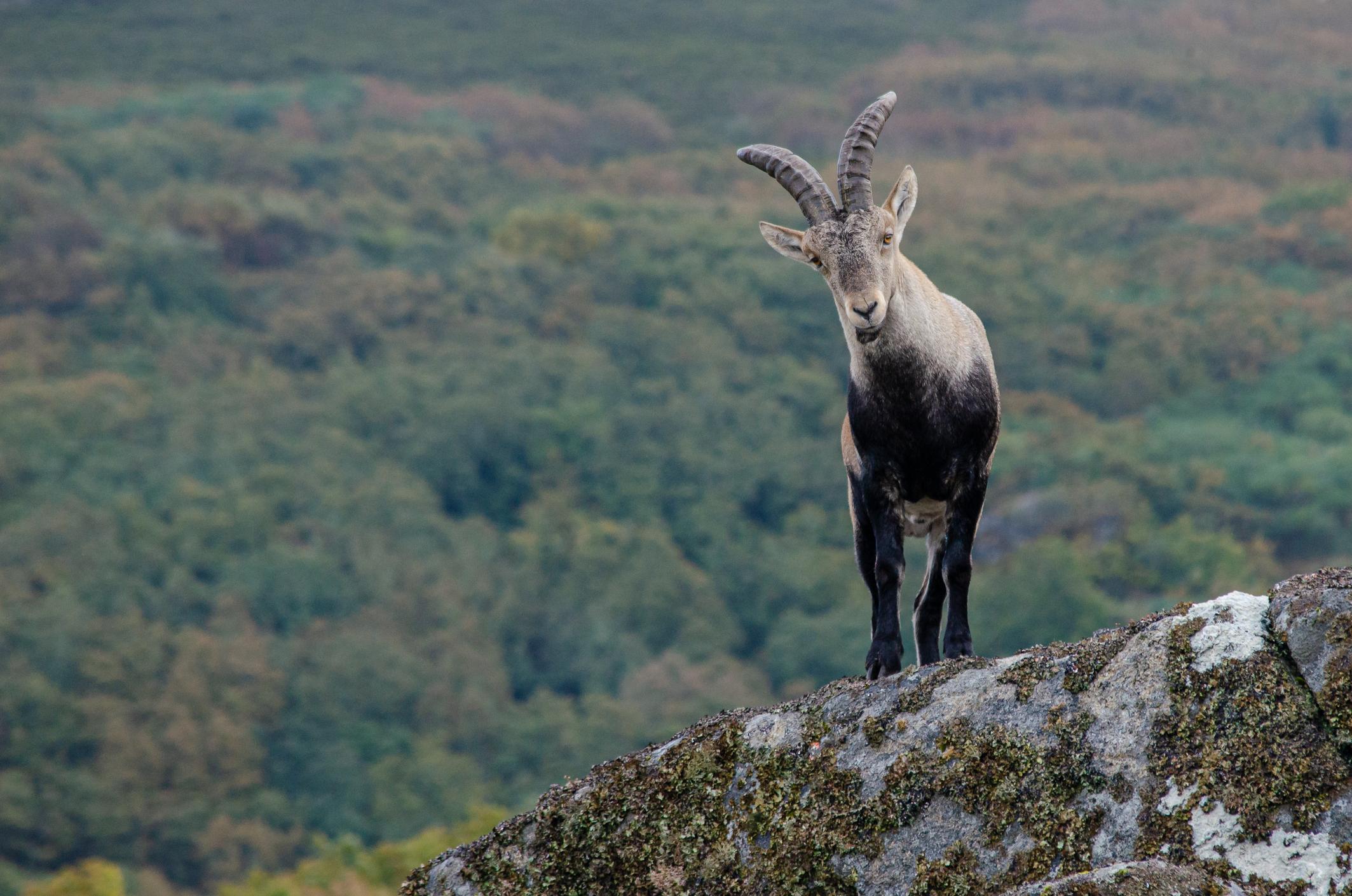 Razze di capre - Specie e caratteristiche