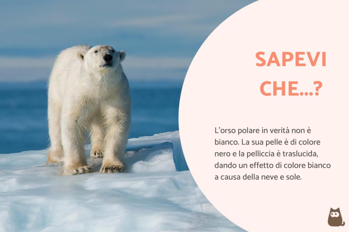 +18 Curiosità sull'orso polare che non conoscevi