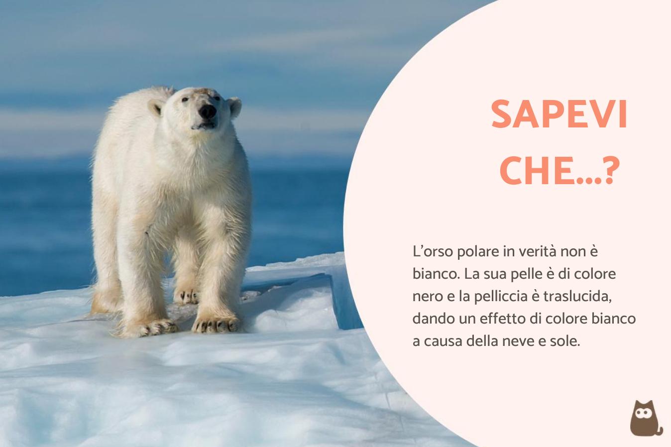 +18 Curiosità sull'orso polare che non conoscevi