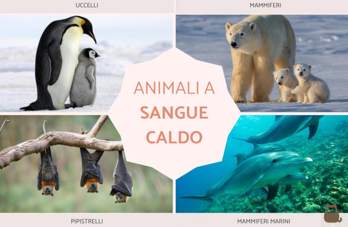 Animali a sangue caldo: elenco e quali sono
