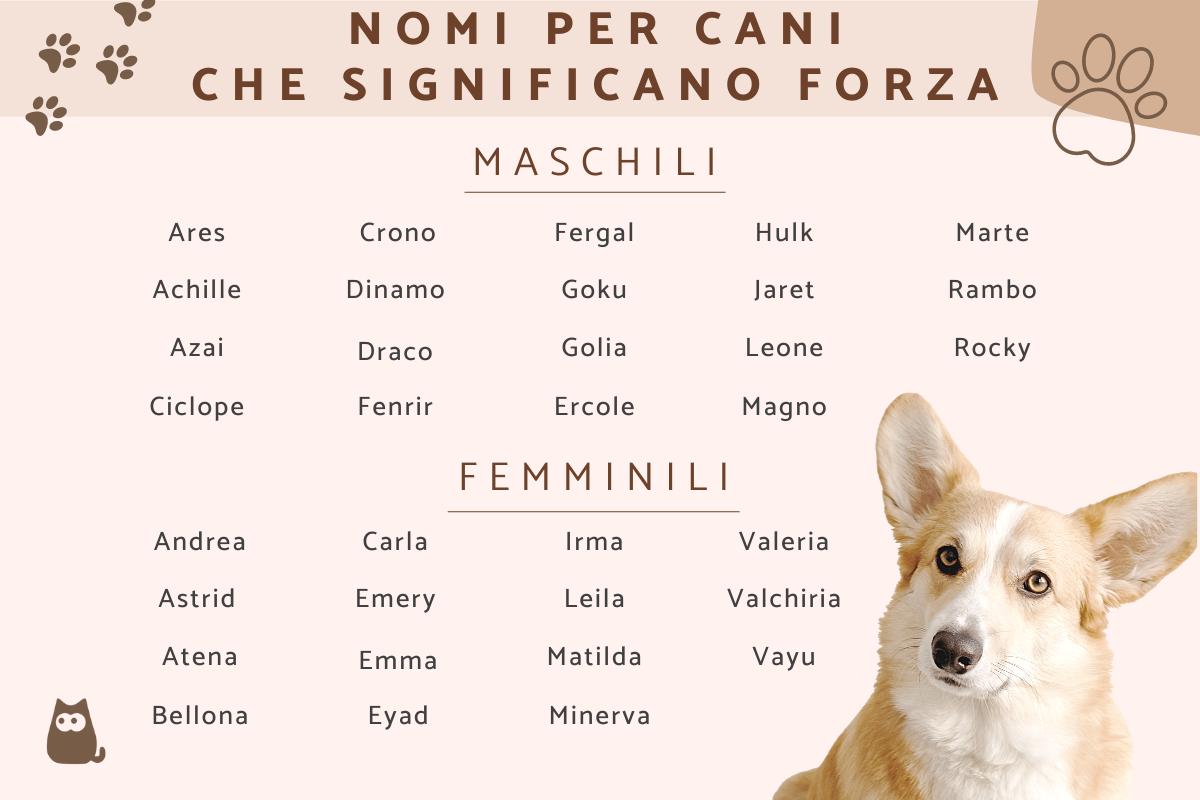 Più di 40 NOMI per CANI che significano FORZA - Per maschi e femmine!