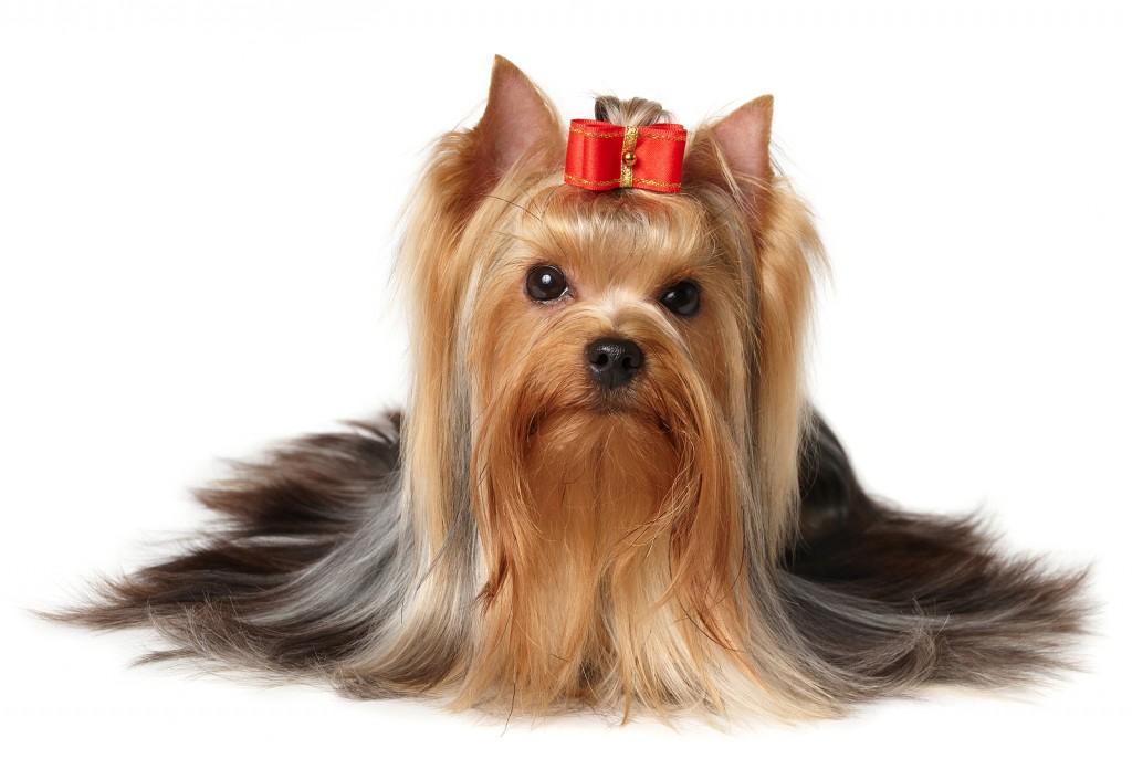 Tipi di pelo del cane e come prendersene cura