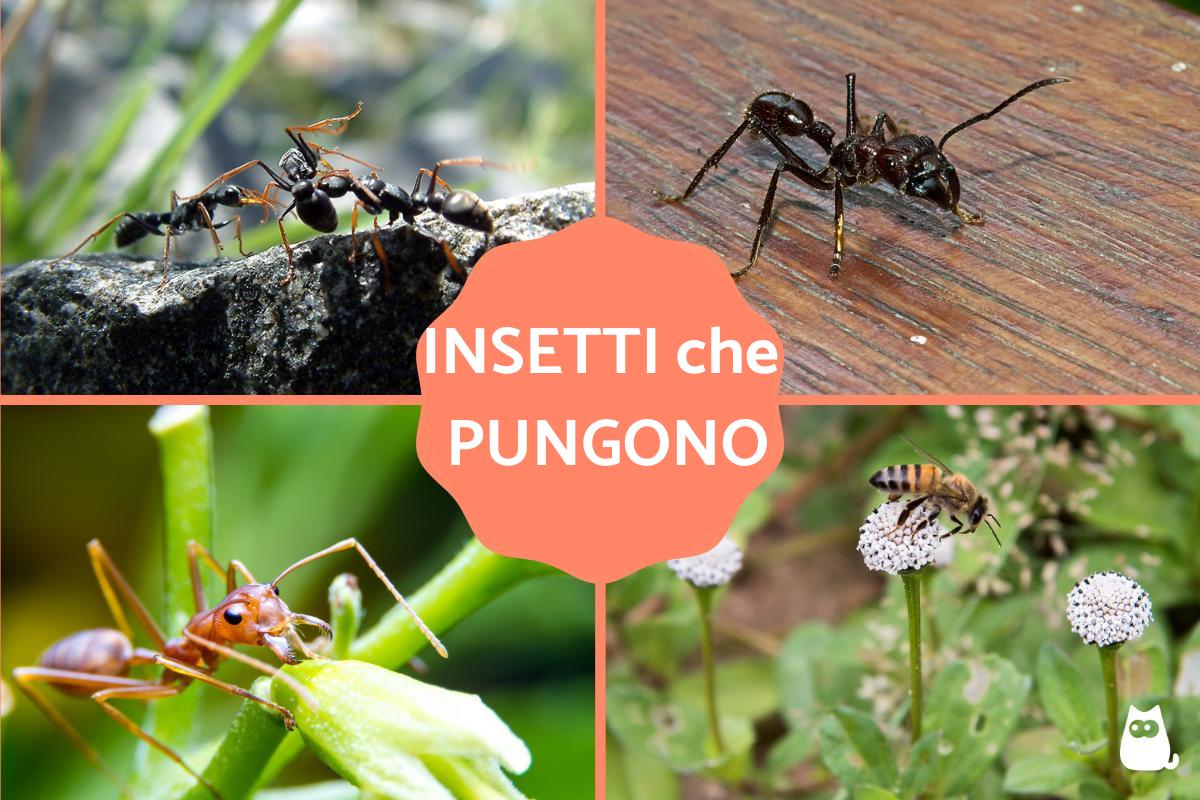 Tipi di insetti che pungono: Tipi e caratteristica