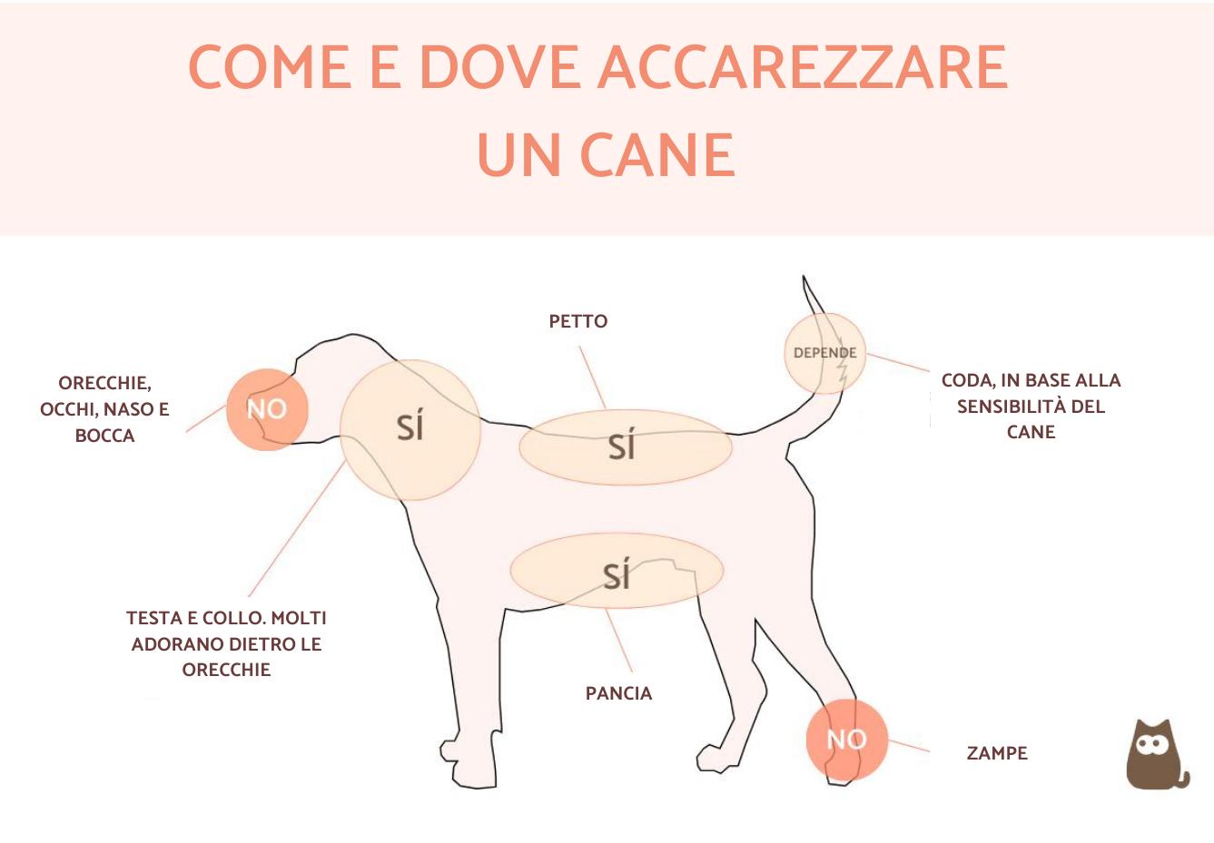 Come e dove accarezzare un cane?