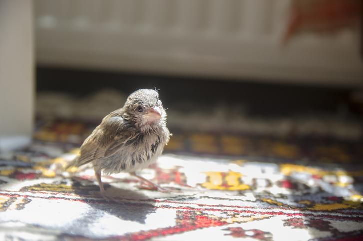 Come allevare un passerotto - Impara a PRENDERTI CURA di un PASSERO