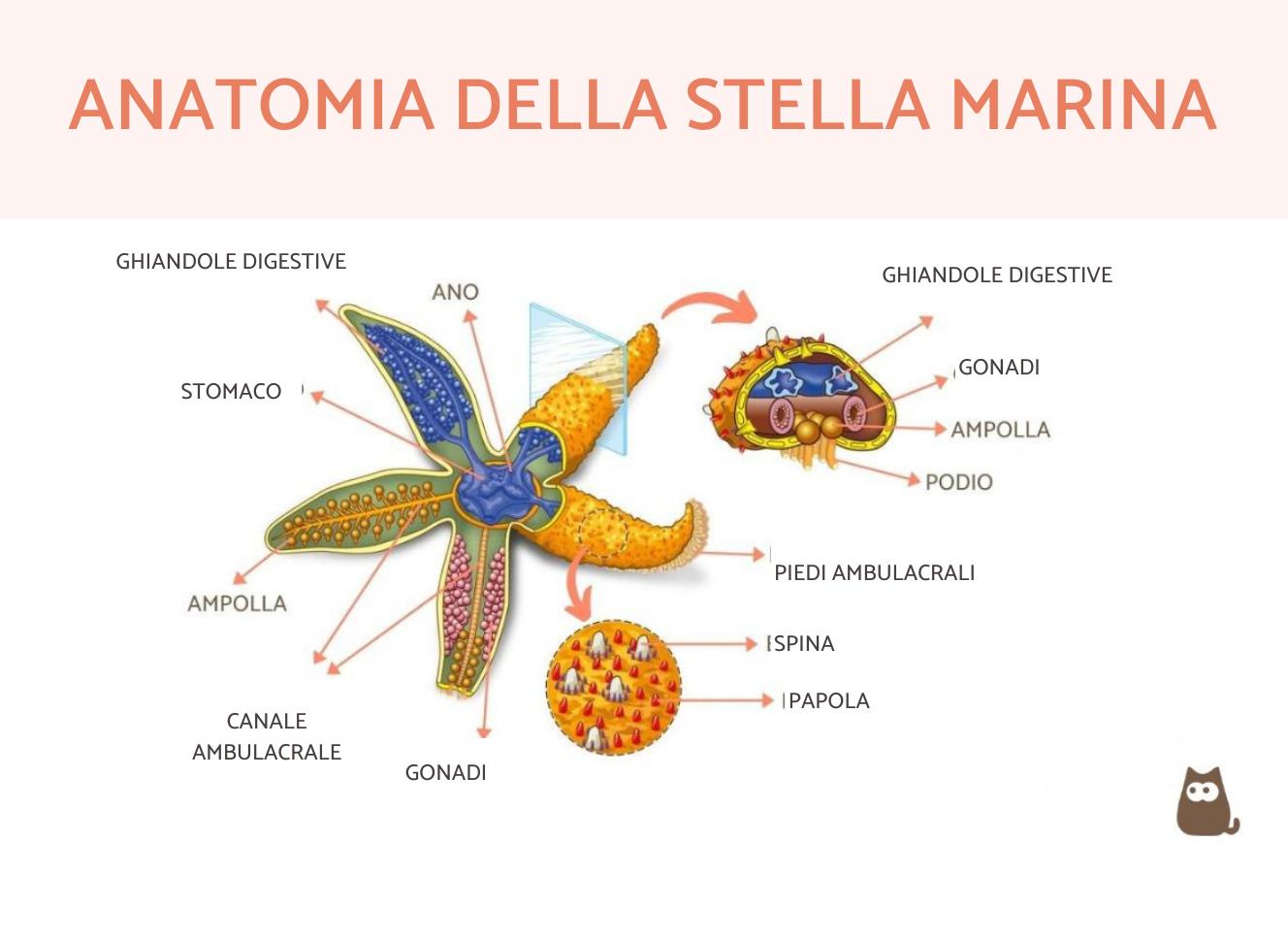 La stella marina è un vertebrato o invertebrato?