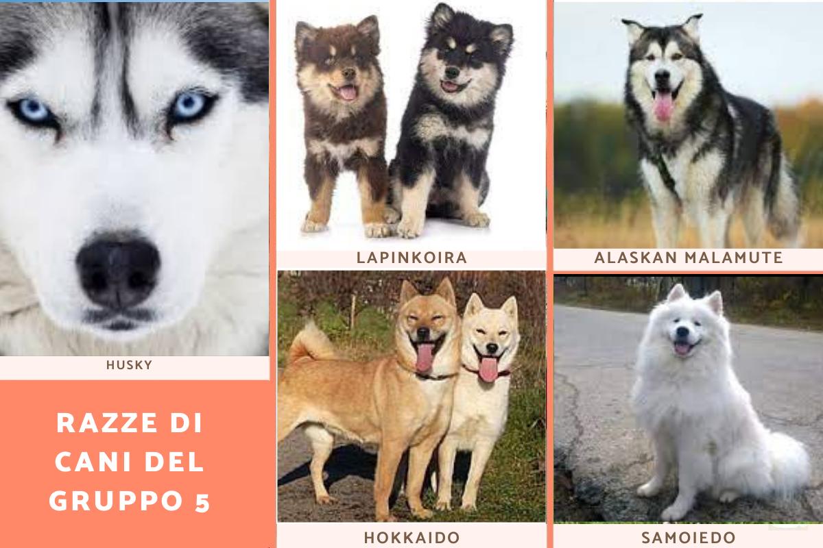 342 Razze di cani: classificazione secondo la FCI (con IMMAGINI)