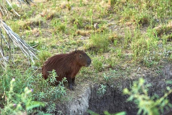 Dove vive il capibara? - In Sudamerica!