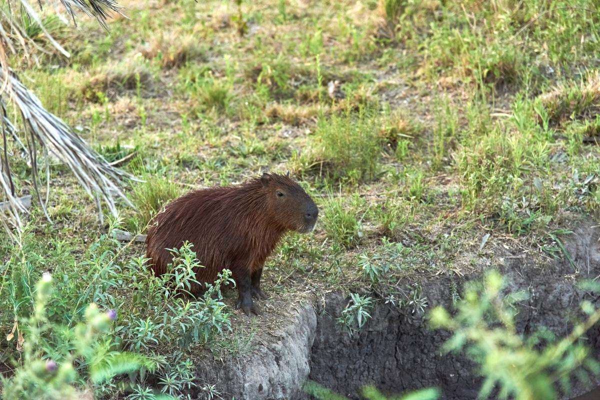 Dove vive il capibara? - In Sudamerica!