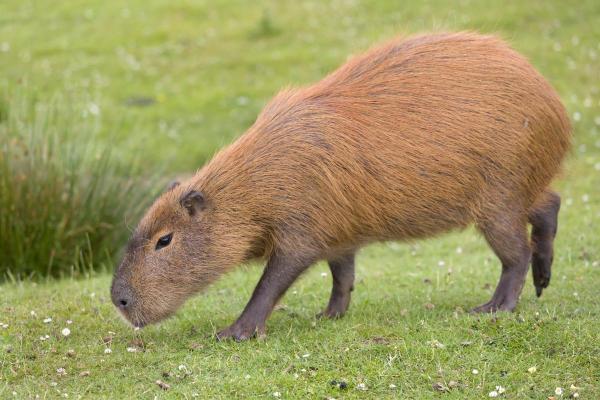 Dove vive il capibara? - In Sudamerica!