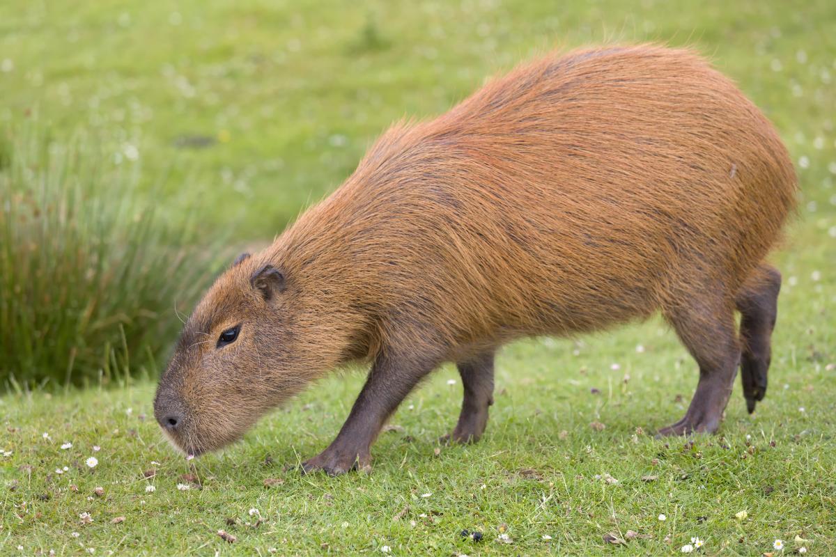 Dove vive il capibara? - In Sudamerica!