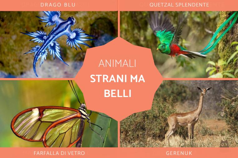 15 Animali Strani ma Belli nel mondo (con FOTO)