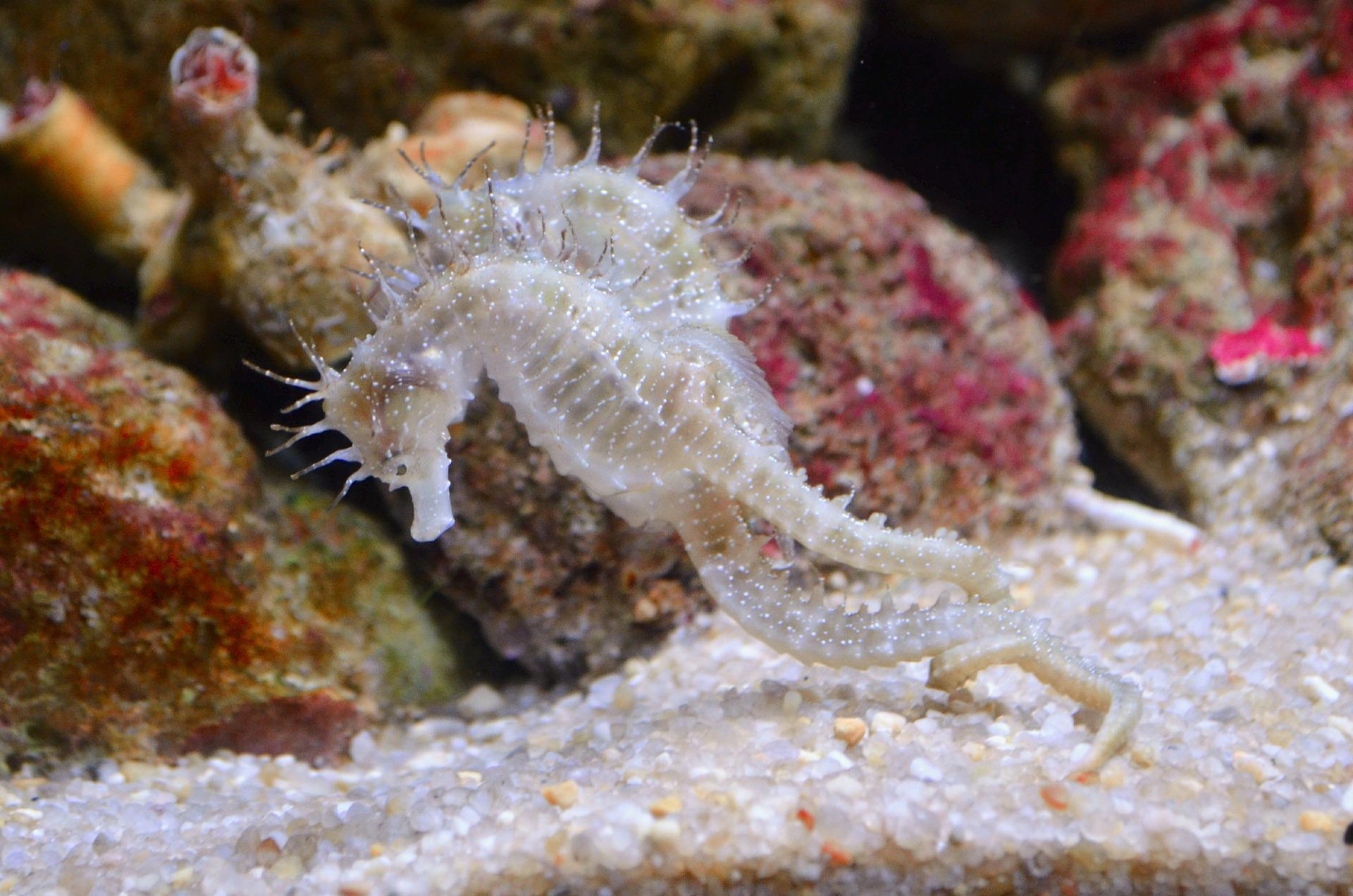 15 Animali Strani ma Belli nel mondo (con FOTO)