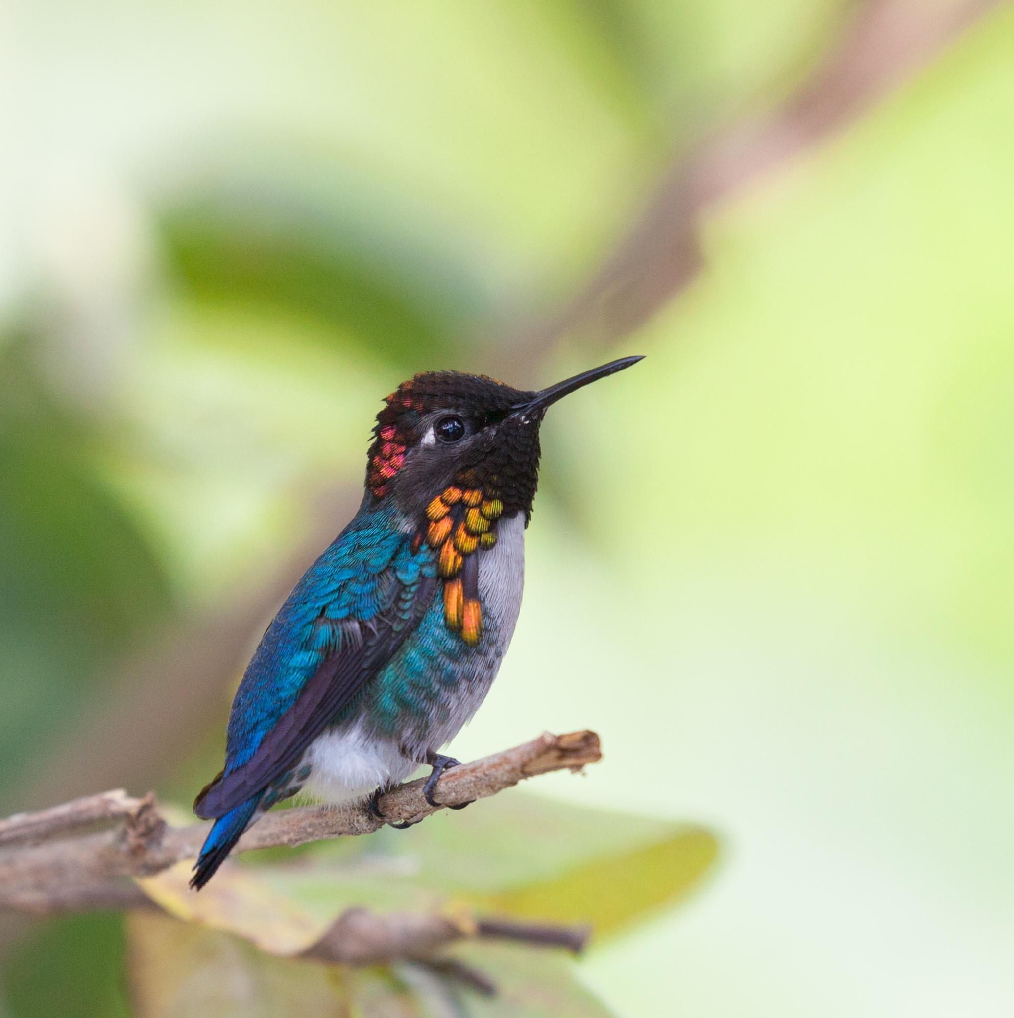 15 Animali Strani ma Belli nel mondo (con FOTO)