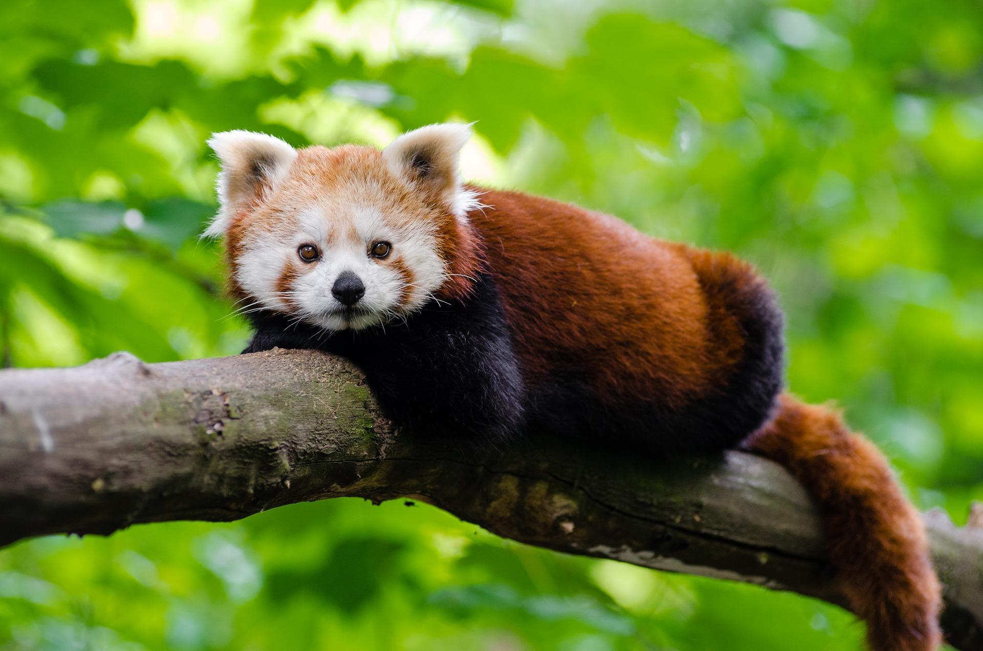 15 Animali Strani ma Belli nel mondo (con FOTO)