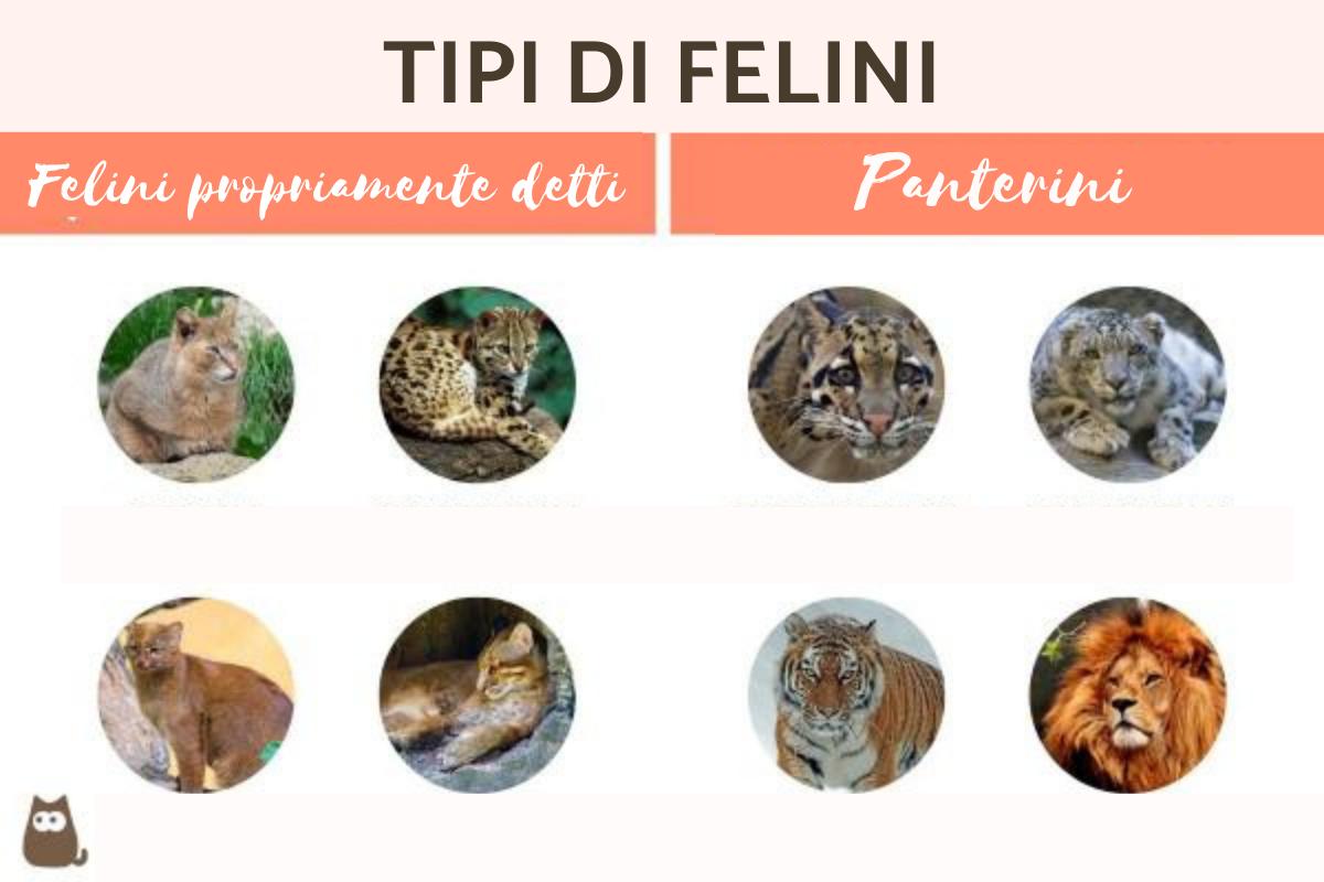 Tipi di FELINI - Caratteristiche ed esempi con foto