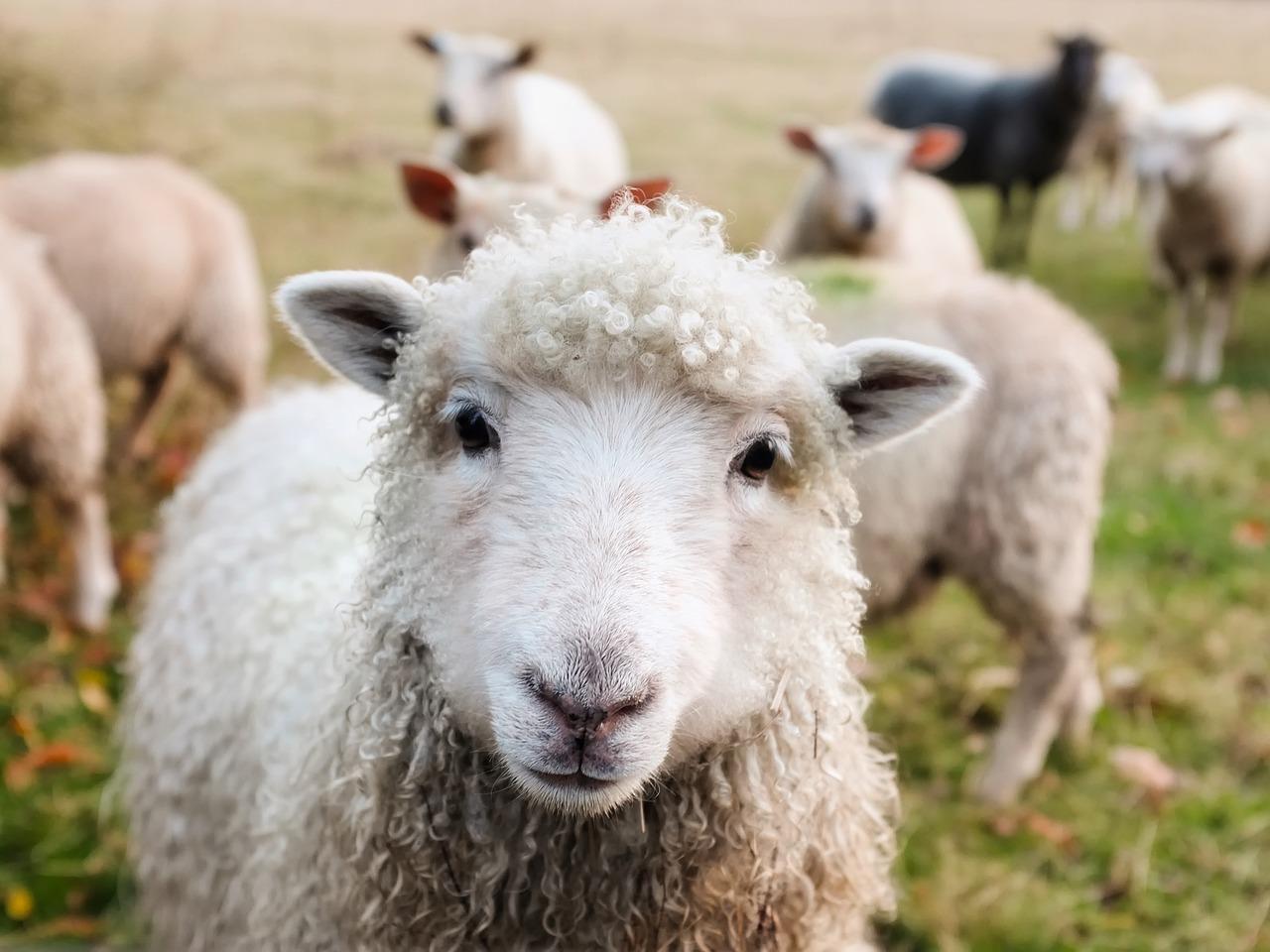 I 40 animali più CARINI e BELLI del mondo (Con Immagini)