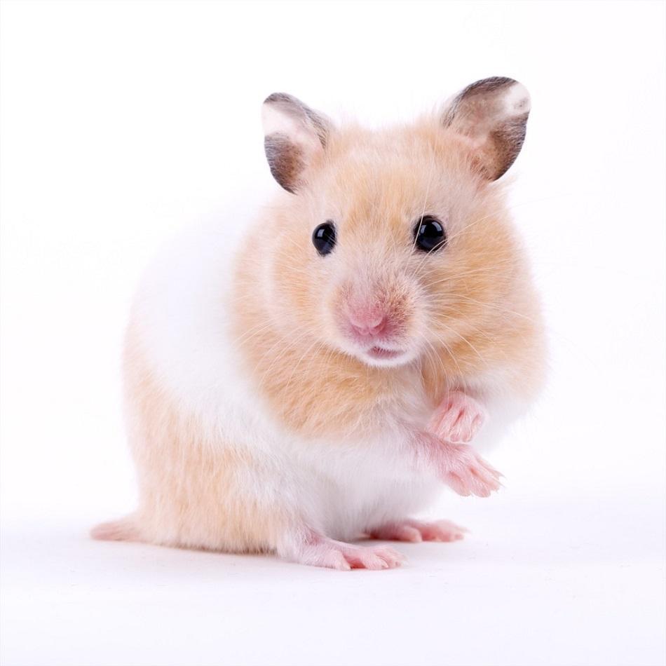 I 40 animali più CARINI e BELLI del mondo (Con Immagini)