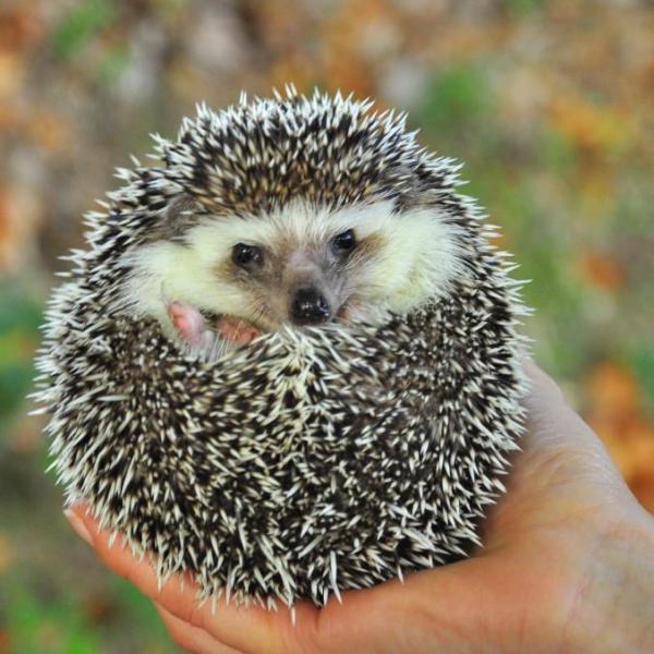 I 40 animali più CARINI e BELLI del mondo (Con Immagini)