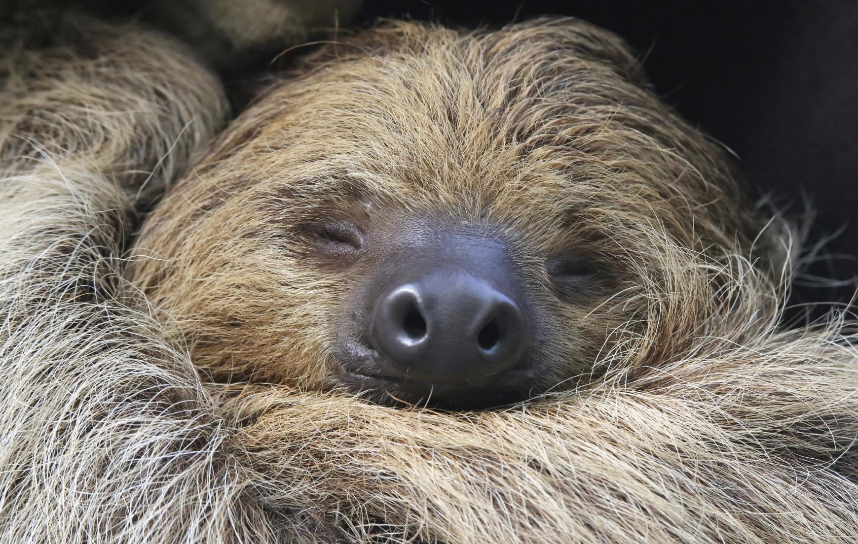 I 40 animali più CARINI e BELLI del mondo (Con Immagini)