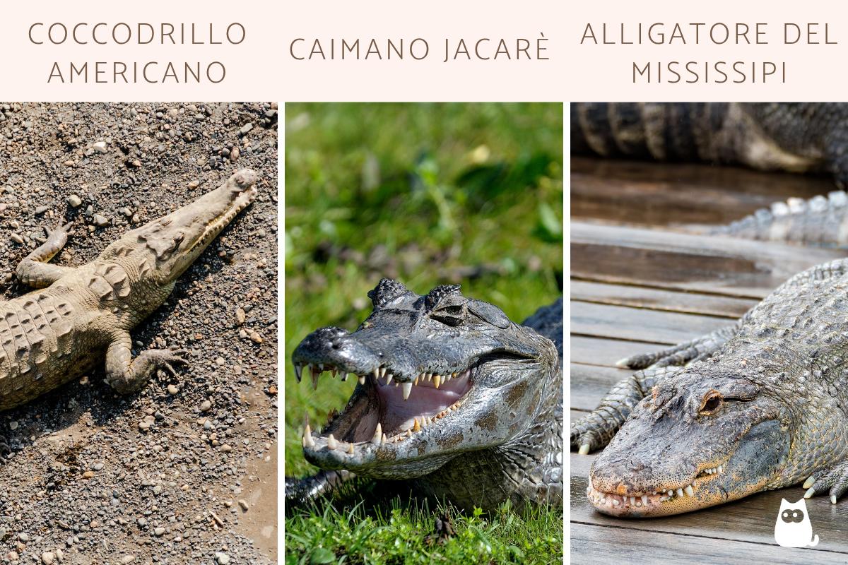 Differenze tra coccodrillo, alligatore e caimano - Guida con immagini