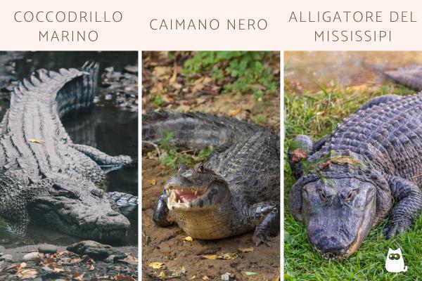 Differenze tra coccodrillo, alligatore e caimano - Guida con immagini