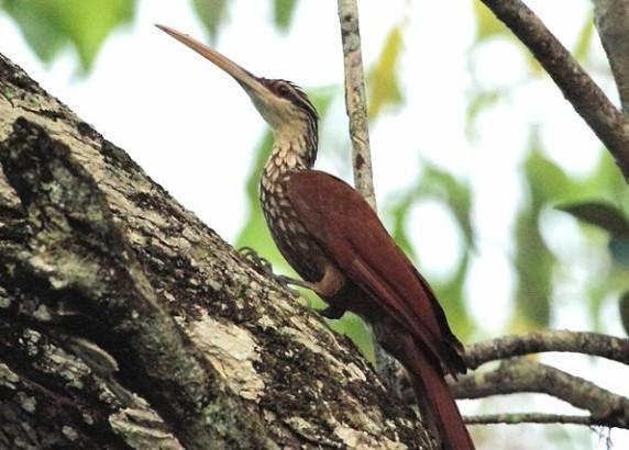 Uccelli con becco lungo: Tipi, nomi e FOTO